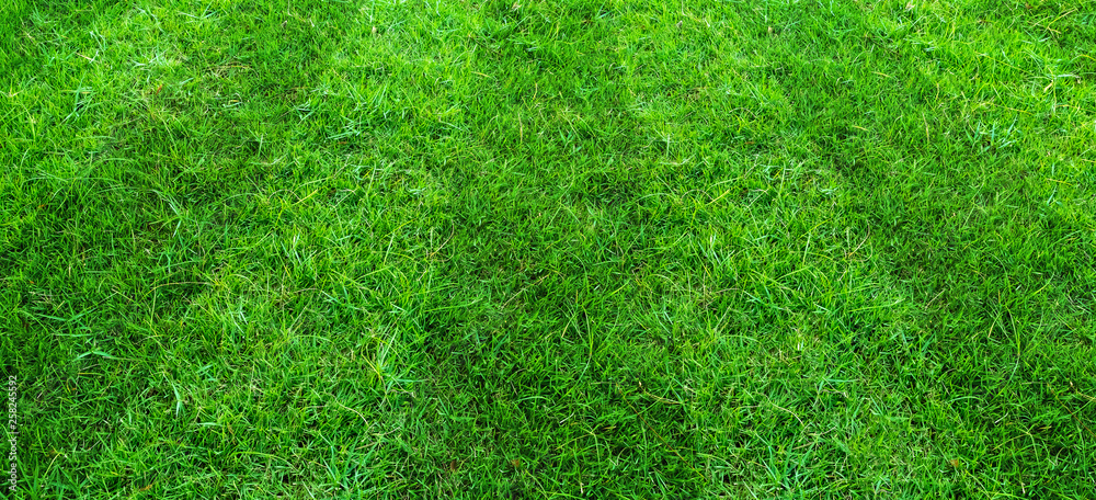 Green grass field pattern background for soccer and football sports ...
