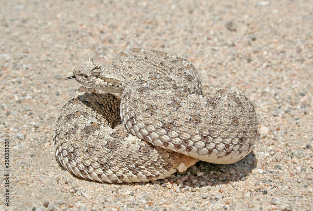 Sidewinder Rattlesnake