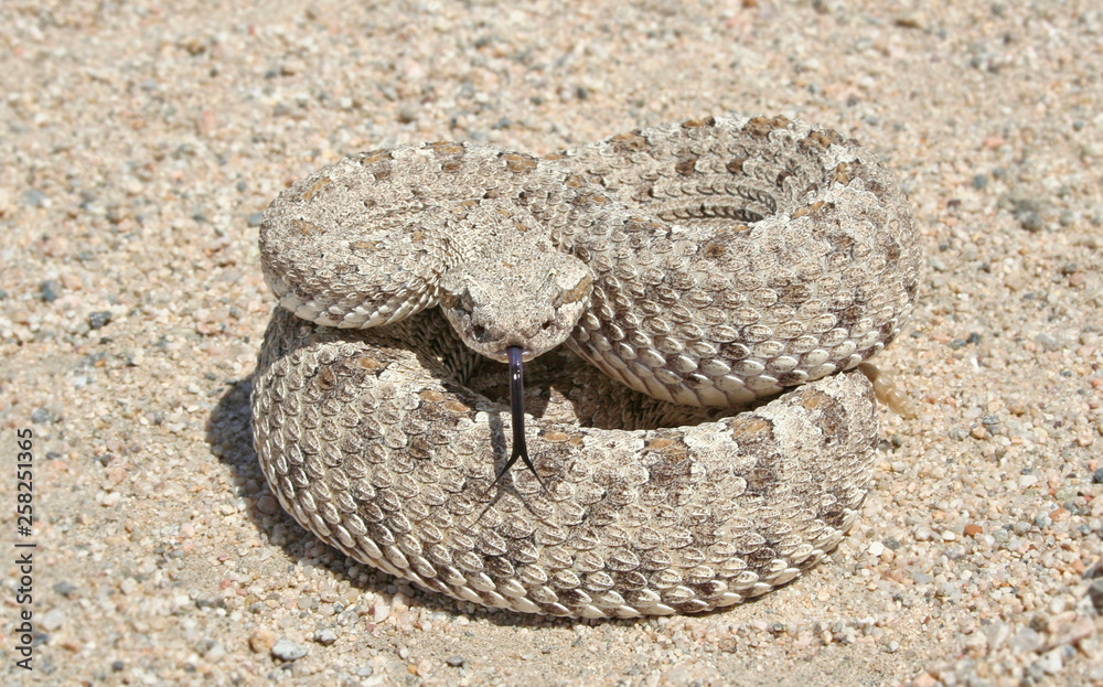 Sidewinder Snake Drawing