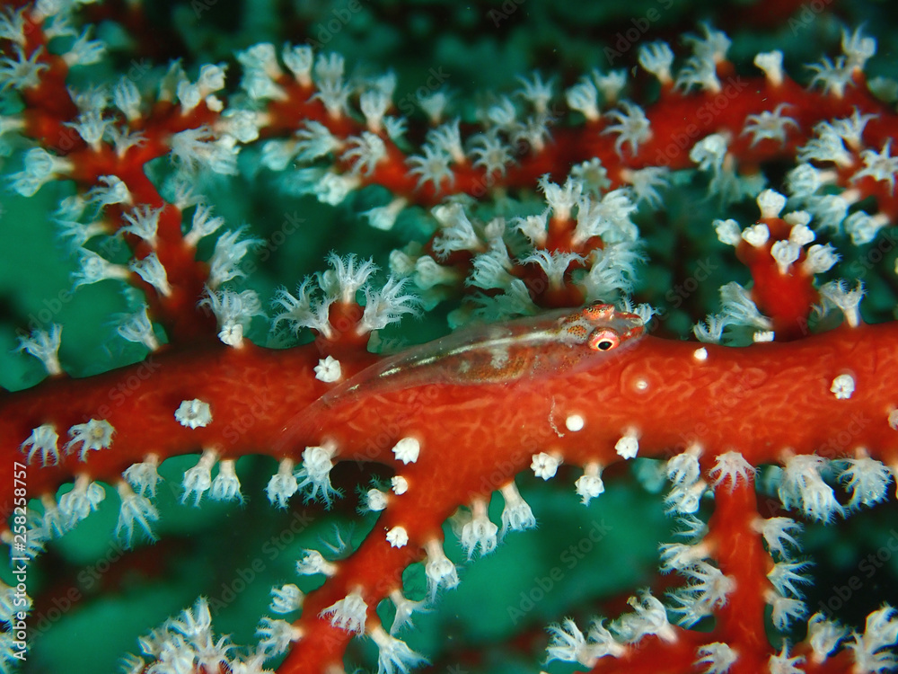 Foto de Bryaninops yongei, the wire-coral goby or whip coral goby, is a ...