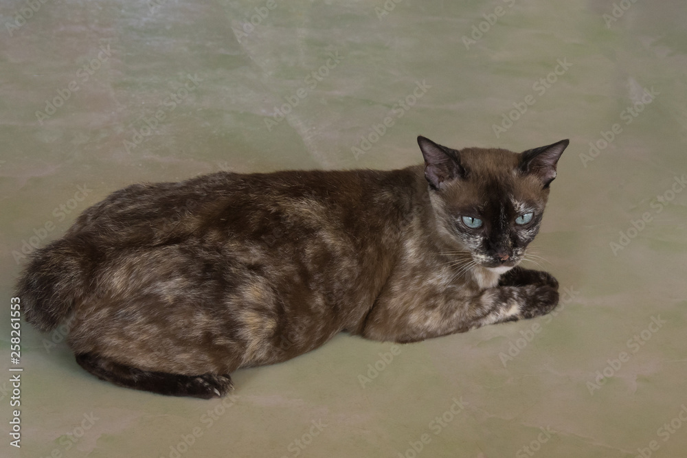 The motley cat breed Manx (bobtail) lies on the floor of greenish color ...