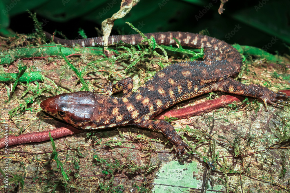 Xantusiidae