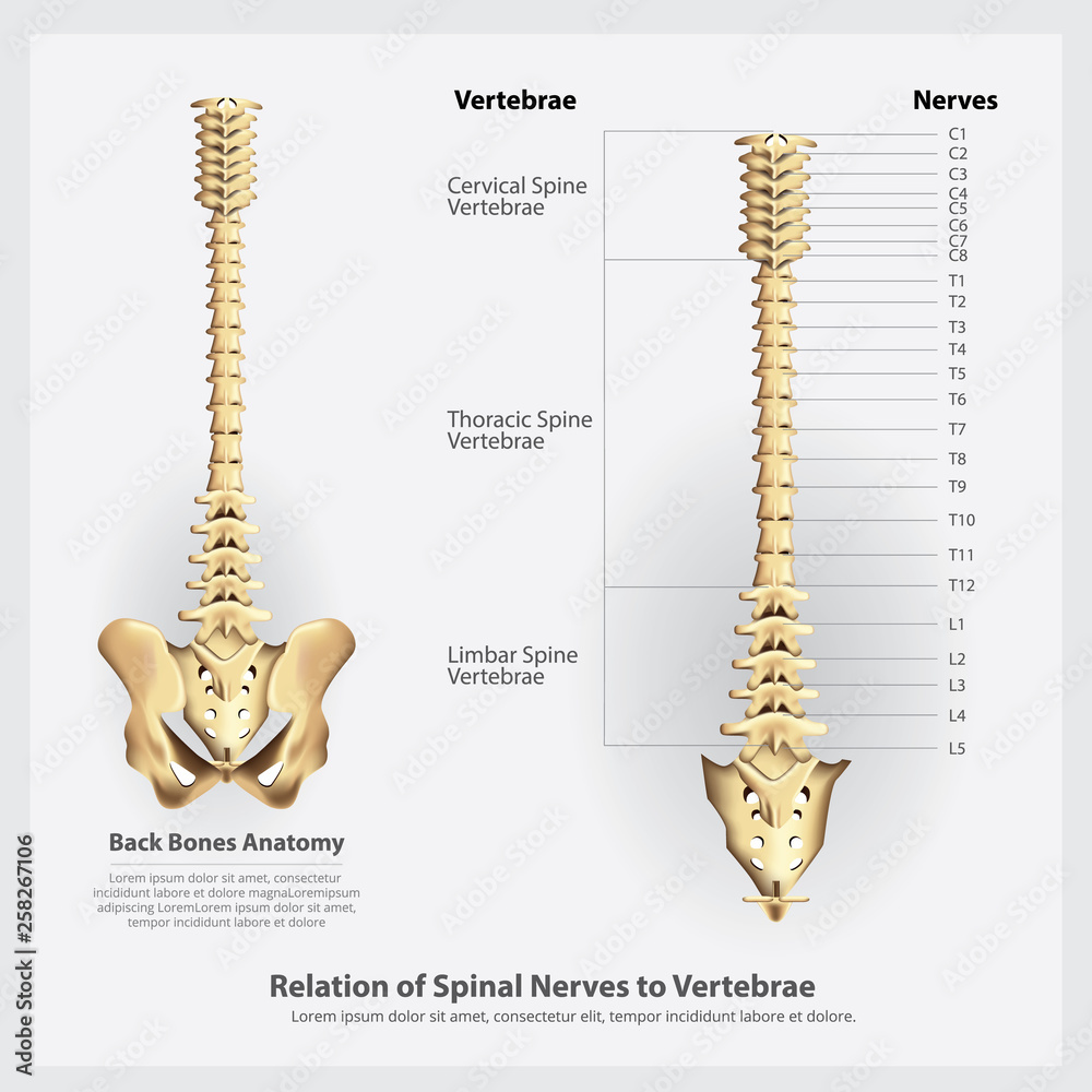 Spinal Nerves and Vertebrae Segments and Roots Vector Illustration ...