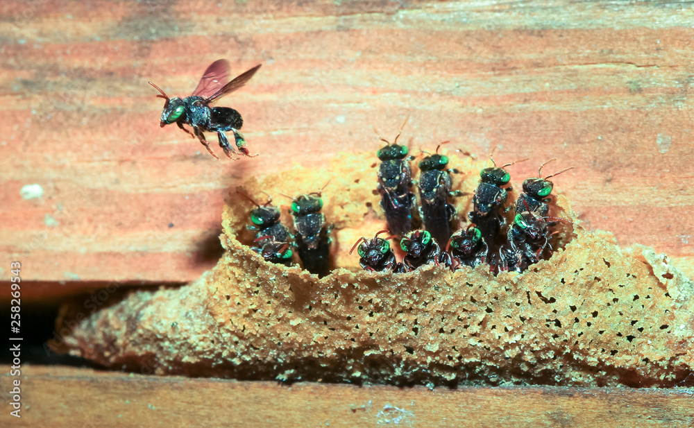 A colony of stingless bees (family Apidae, tribe Meliponini) makes a ...