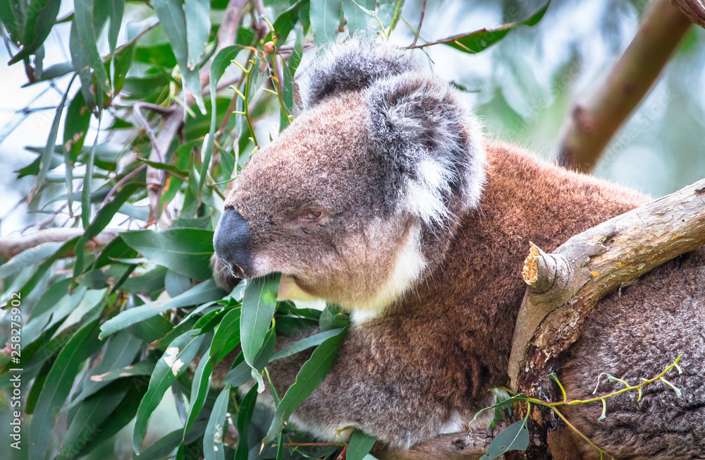 An adult koala (Phascolarctos cinereus) eating eucalyptus leaves in the Great Otway National ...
