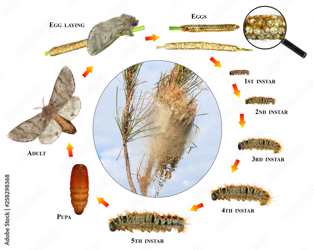 Moth Life Cycle