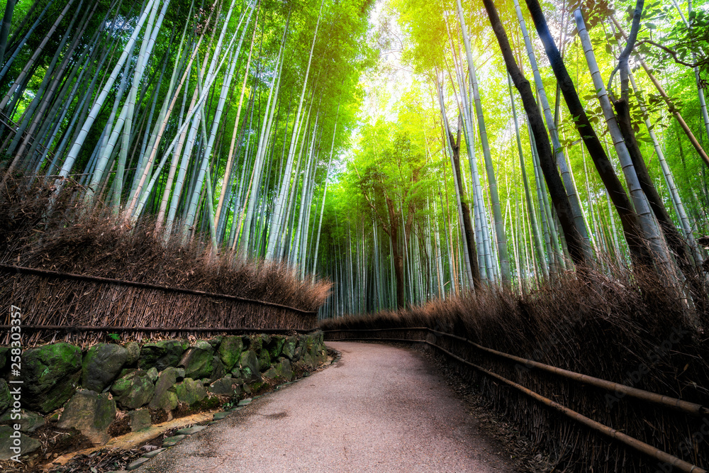 Arashiyama Bamboo Forest famous place in Kyoto Japan. - The Arashiyama ...