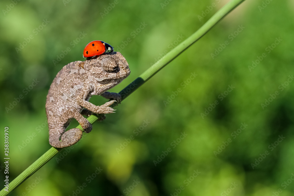 Cute Baby Chameleon