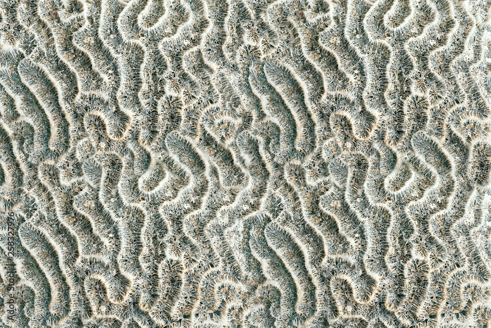 Coral Texture
