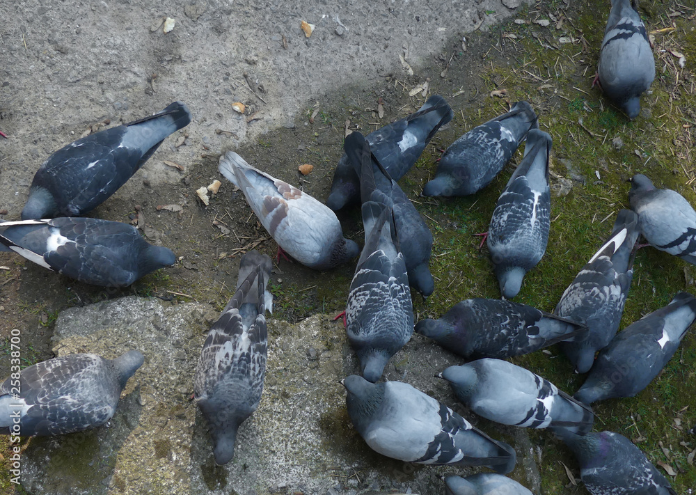 Foto de Palomas comiendo migas de pan en un parque do Stock | Adobe Stock