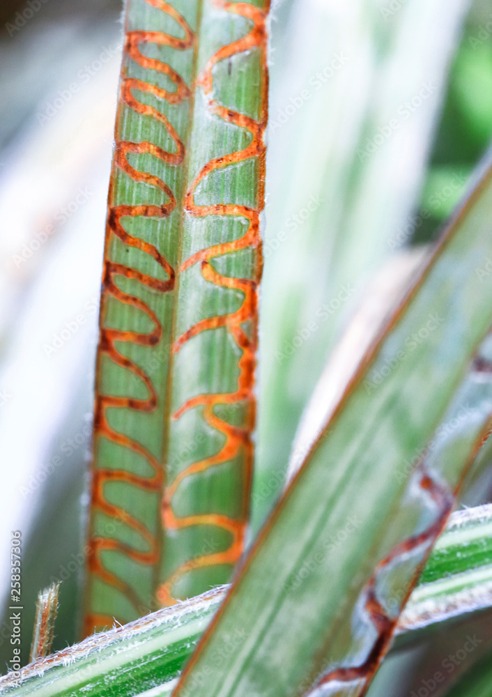 Insect trails (aka galleries) have left bright orange marks on the leaf ...