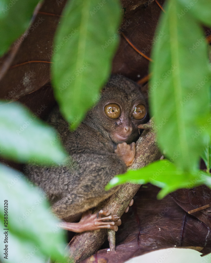 Phillipine Tarsier ,Tarsius Syrichta, the world's smallest primate Cute ...