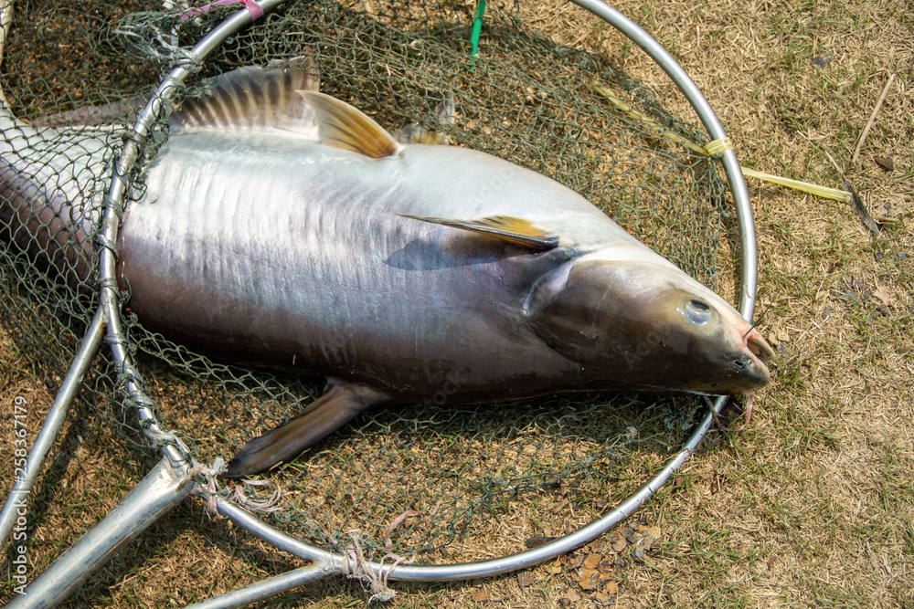 Large freshwater fish of Thailand named Iridescent shark, Striped ...