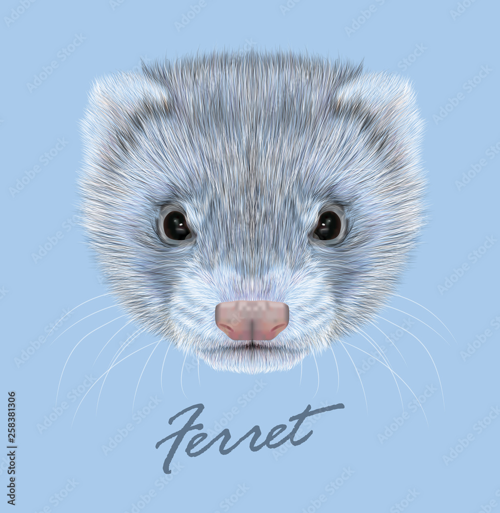 Realistic Ferret Drawing