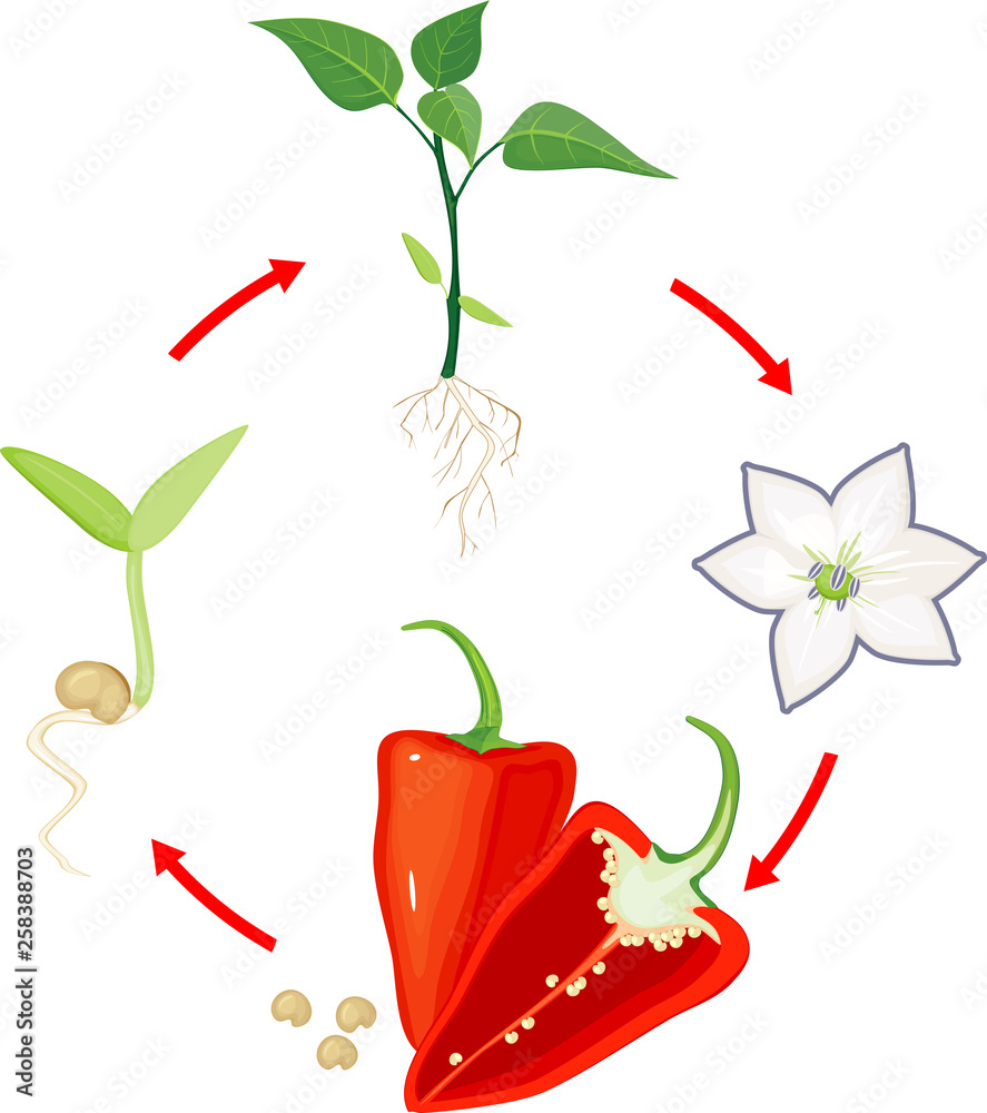 Life cycle of pepper plant. Stages of growth from seed and sprout to ...