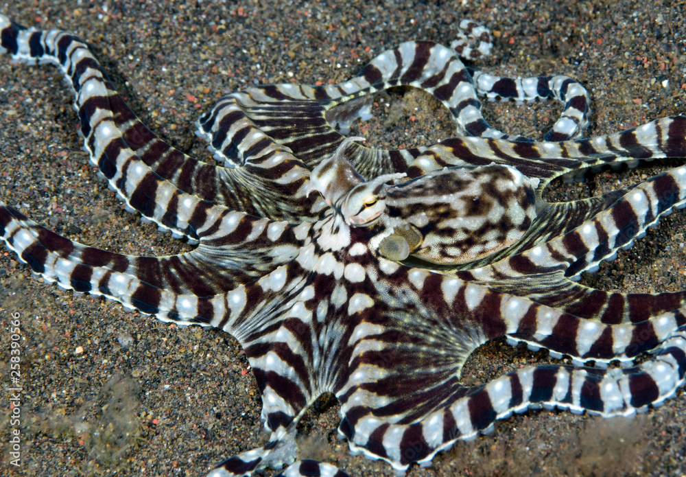 Mimic Octopus Turkey