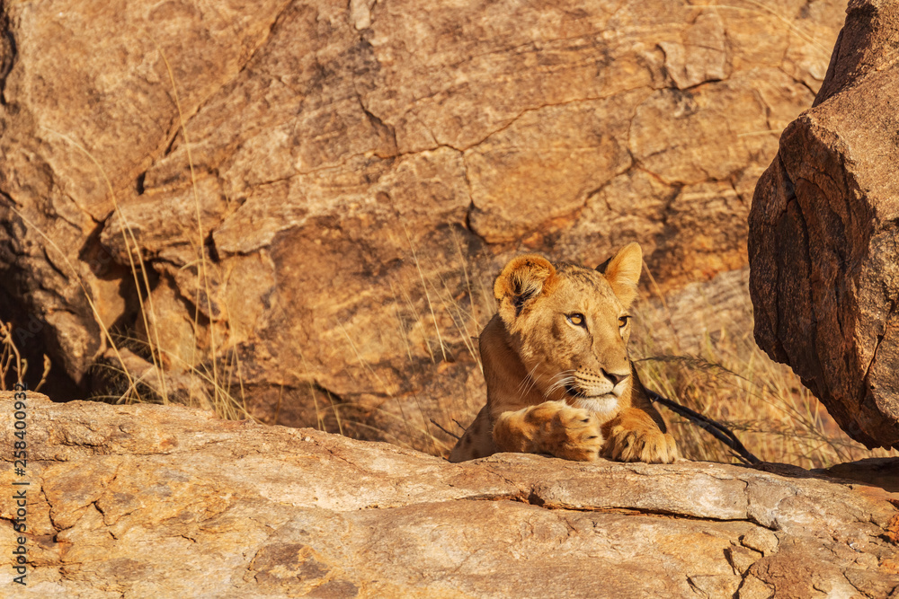 Lioness lion panthera leo hiding on rocks camouflage face head paws ...