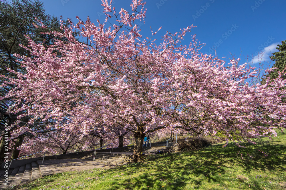 japanische kirsche Stock Photo | Adobe Stock