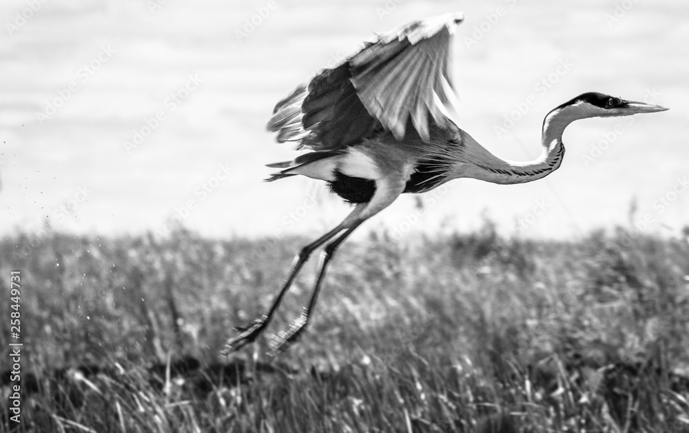 Garza Mora (Ardea cocoi) es una especie de ave perteneciente al clado ...