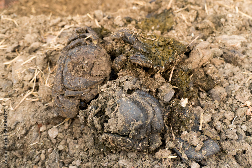 Cow dung from the farm Stock Photo | Adobe Stock