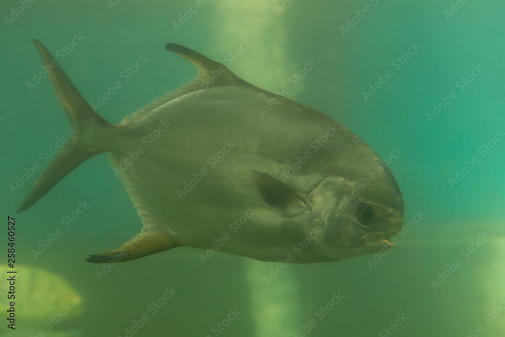 Red piranha Serrasalmus nattereri swimming underwater, piranha Stock ...