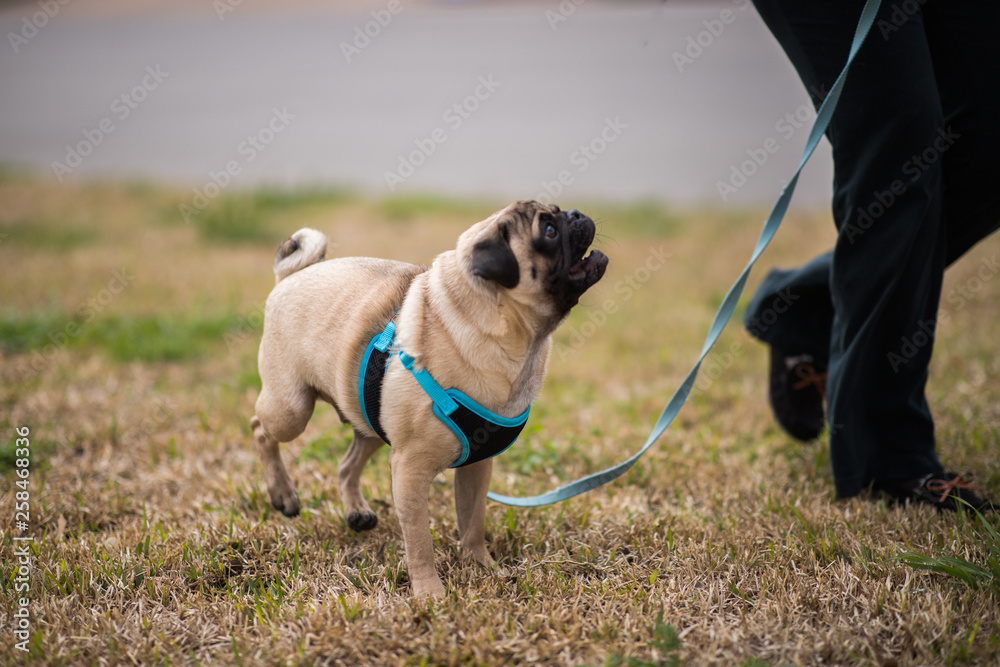 Playful Young Pug on Leash Stock Photo | Adobe Stock