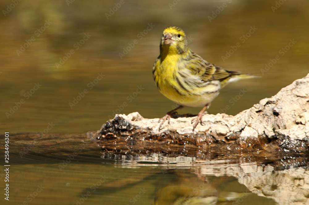 Male of European serin. Serinus serinus Stock Photo | Adobe Stock