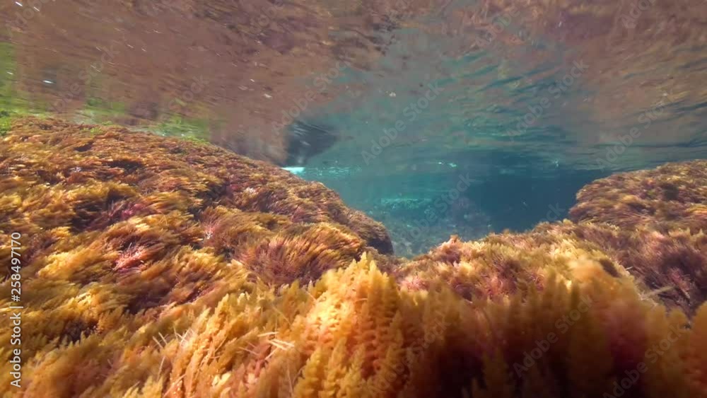 Vidéo Stock Red algae below water surface, harpoon weed Asparagopsis ...