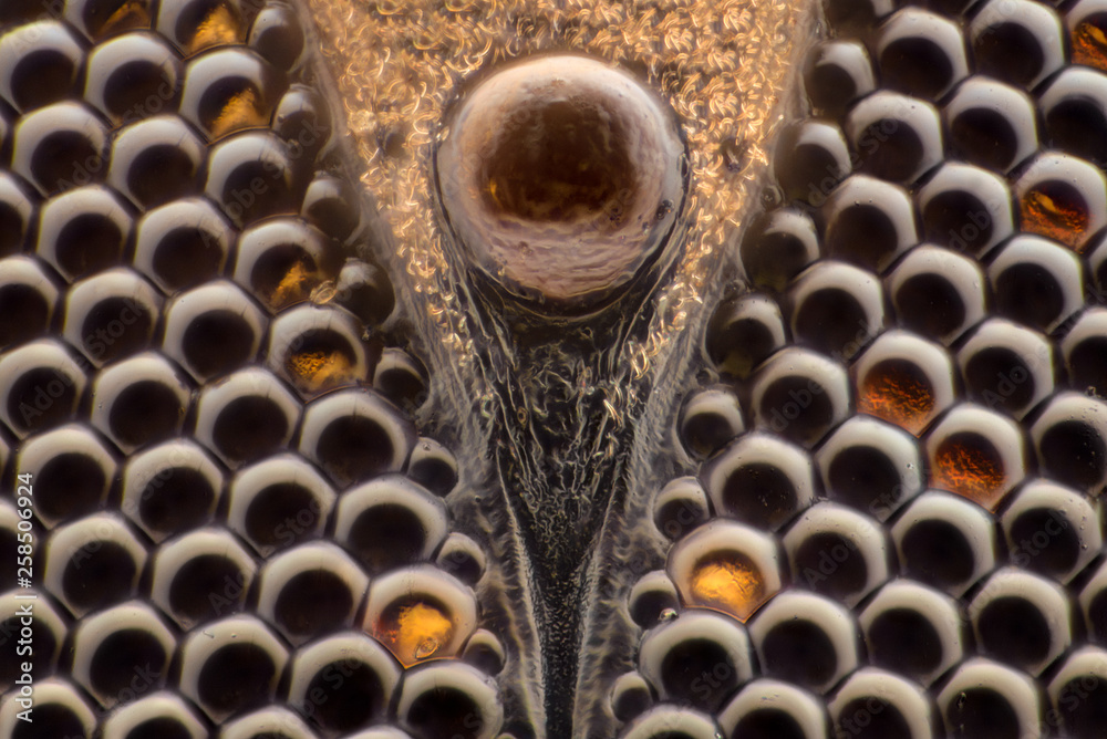Extreme magnification - Fly compound eye at microscope, 100x ...