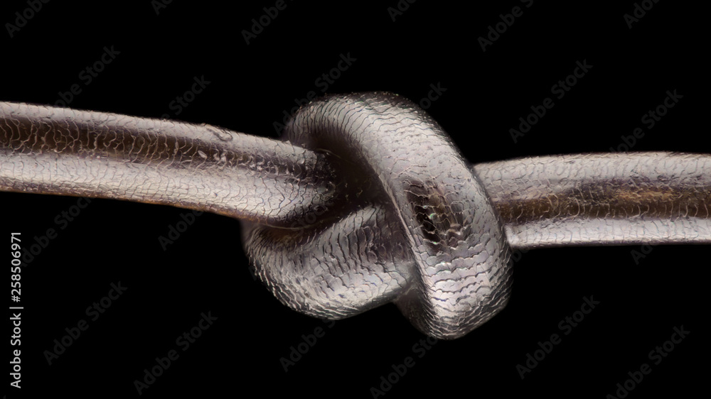 Extreme magnification - Human hair at microscope, 50x magnification ...