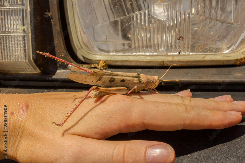 Locust Car