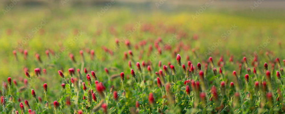 Field of Flowers Weeds Pink Rasberry Color on a Sunny Spring Day Stock ...