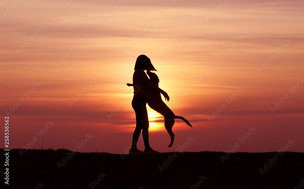 The girl and the dog at sunset, the Belgian Shepherd Malinois breed, an ...