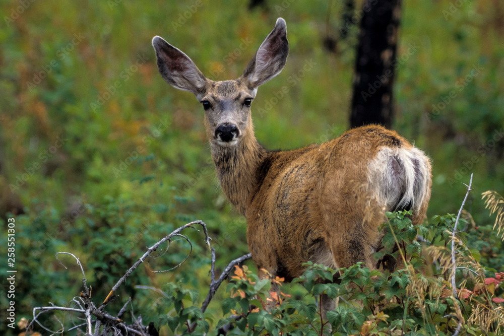 Cerf mulet, Odocoileus hemionus, Canada Stock Photo | Adobe Stock