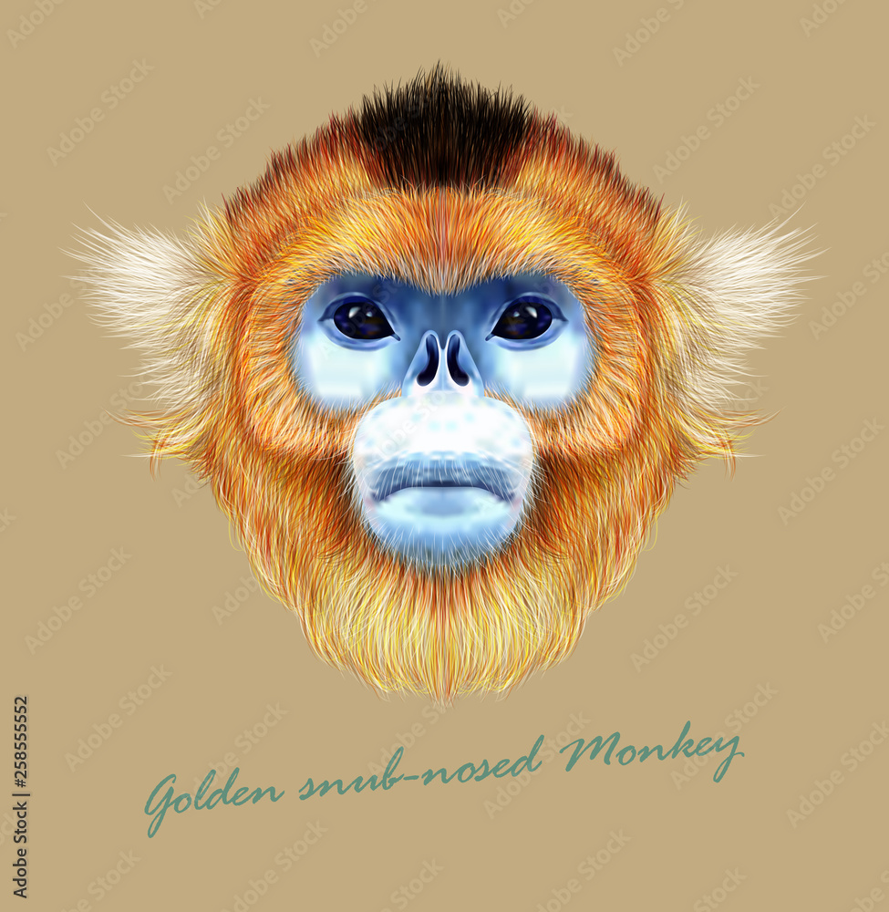 Golden snub-nosed monkey wild animal blue face. Vector Asian, Chinese ...