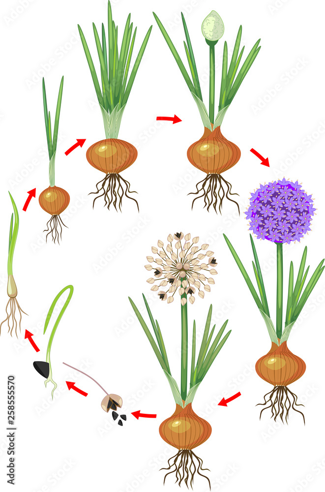 Life cycle of onion plant. Onion growth stages from seeding to ... Life cycle of onion plant. Onion growth stages from seeding to ...