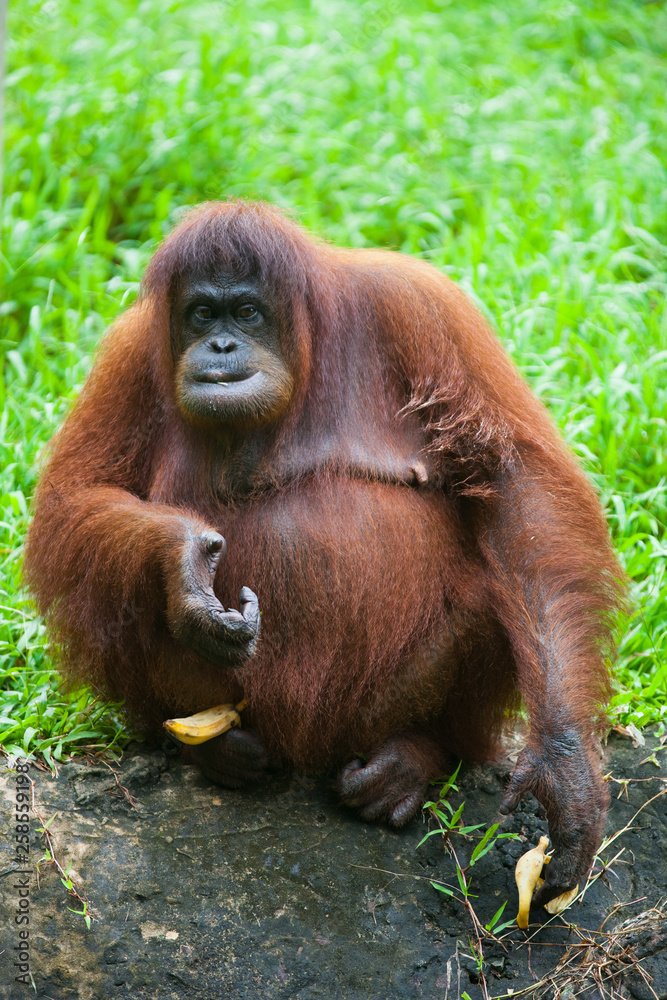 Fat Orangutan