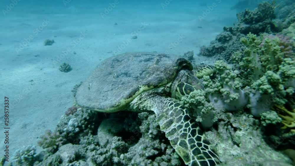 Sea Turtle sits on a coral reef and eats soft coral. Hawksbill Sea ...
