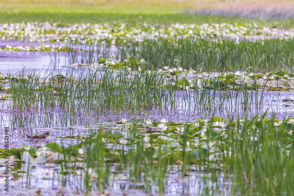 Landscape at the edge of a lake, with exuberant and unprecedented ...
