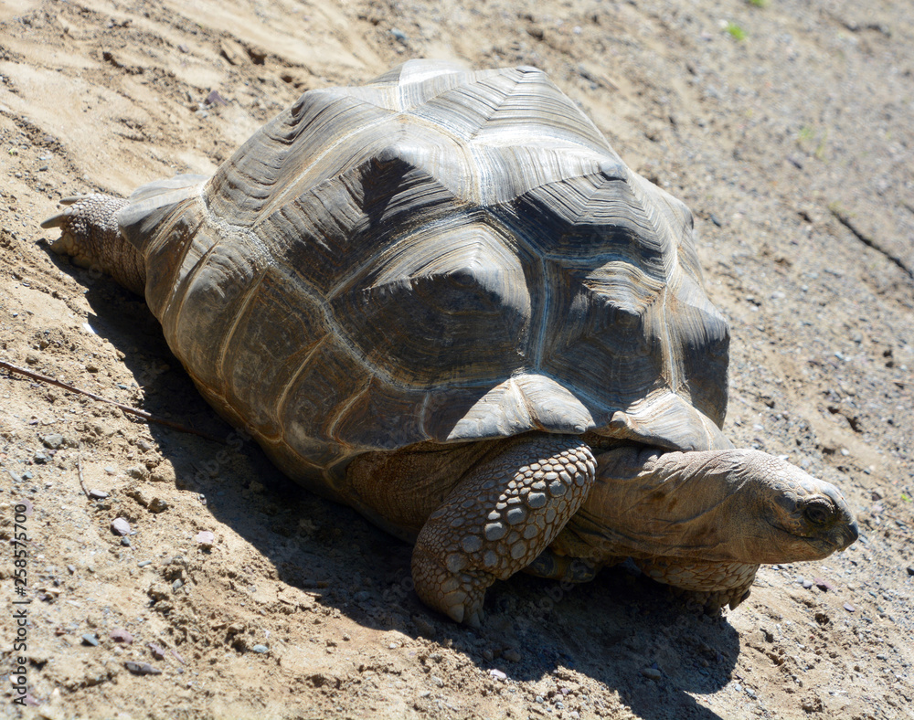 The Aldabra giant tortoise (Aldabrachelys gigantea), from the islands ...
