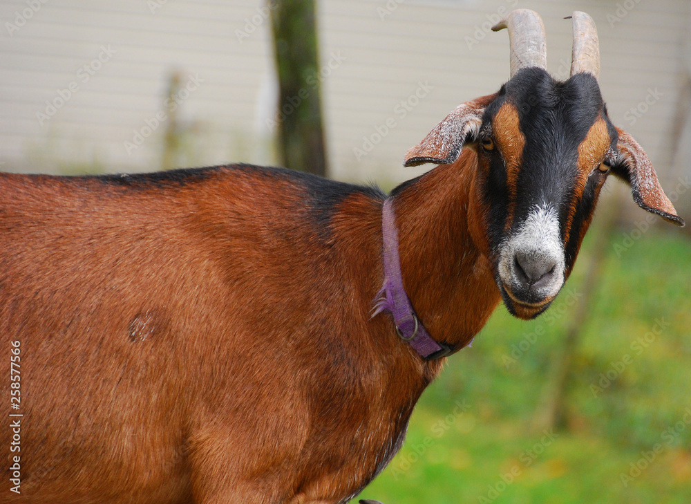 The domestic goat (Capra aegagrus hircus) is a subspecies of goat ...
