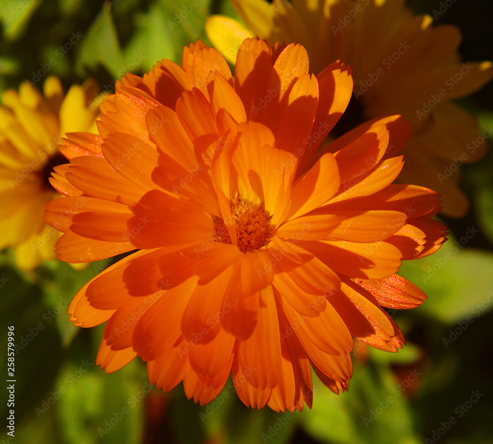 Asteraceae or Compositae (commonly referred to as the aster, daisy ...