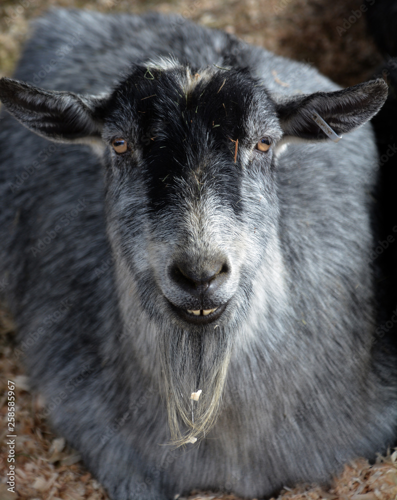 The domestic goat (Capra aegagrus hircus) is a subspecies of goat ...