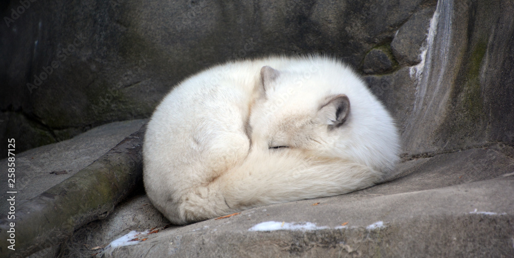 Fotografia do Stock: Arctic fox (Vulpes lagopus), also known as the ...