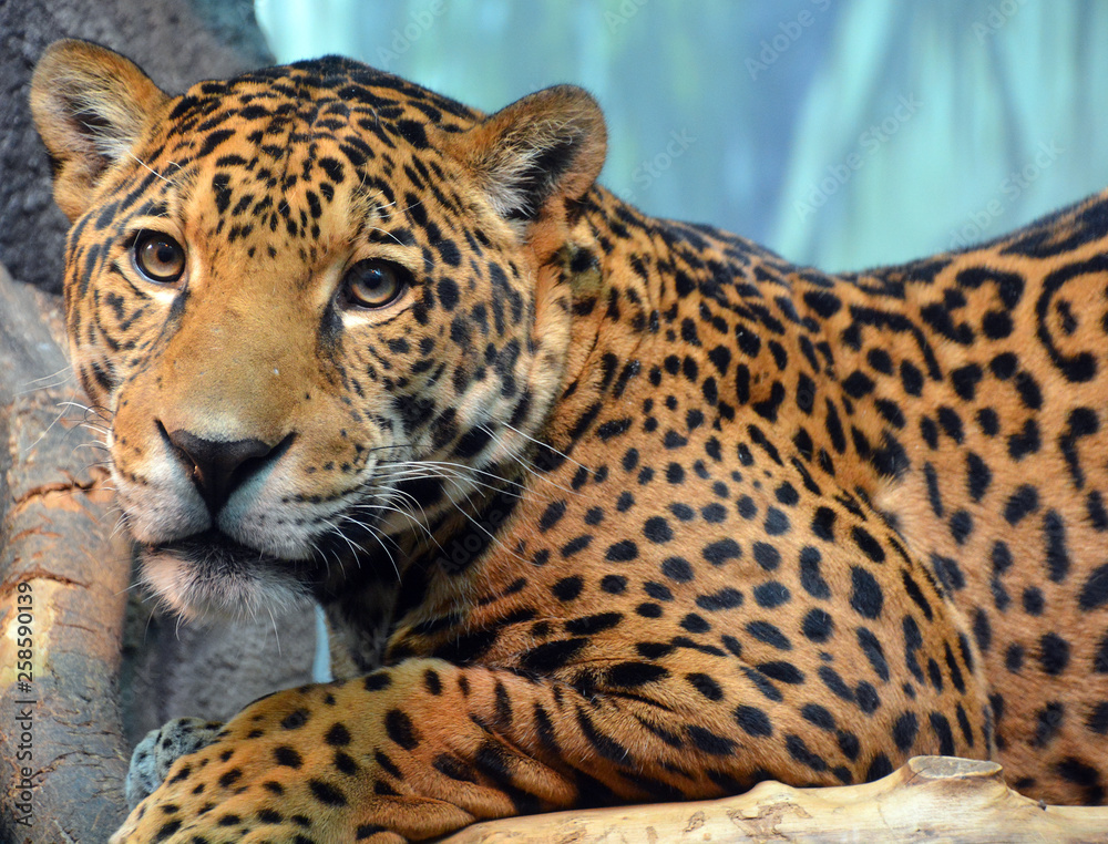Jaguar is a cat, a feline in the Panthera genus only extant Panthera ...