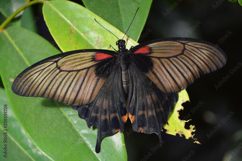 Papilio lowi, the great yellow Mormon or Asian swallowtail, is a ...