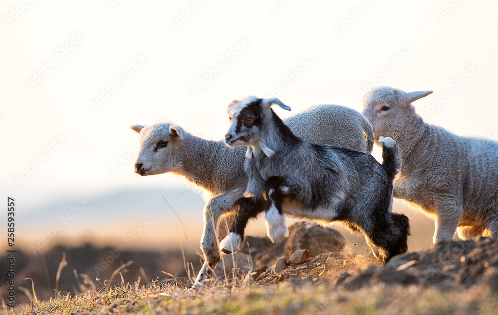 cute kid and lamb running at farm in spring Stock Photo | Adobe Stock