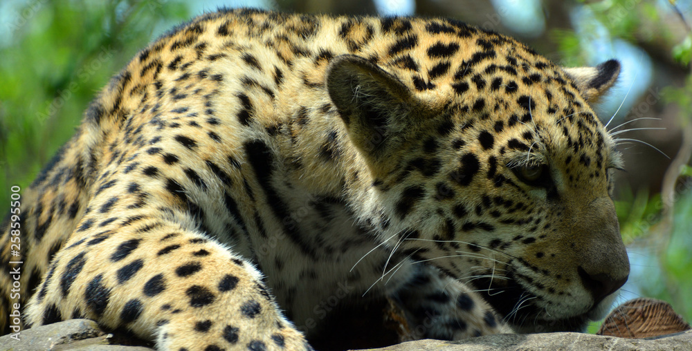 Jaguar is a cat, a feline in the Panthera genus only extant Panthera ...