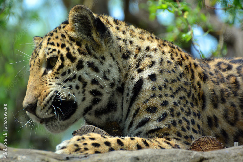 Jaguar is a cat, a feline in the Panthera genus only extant Panthera ...