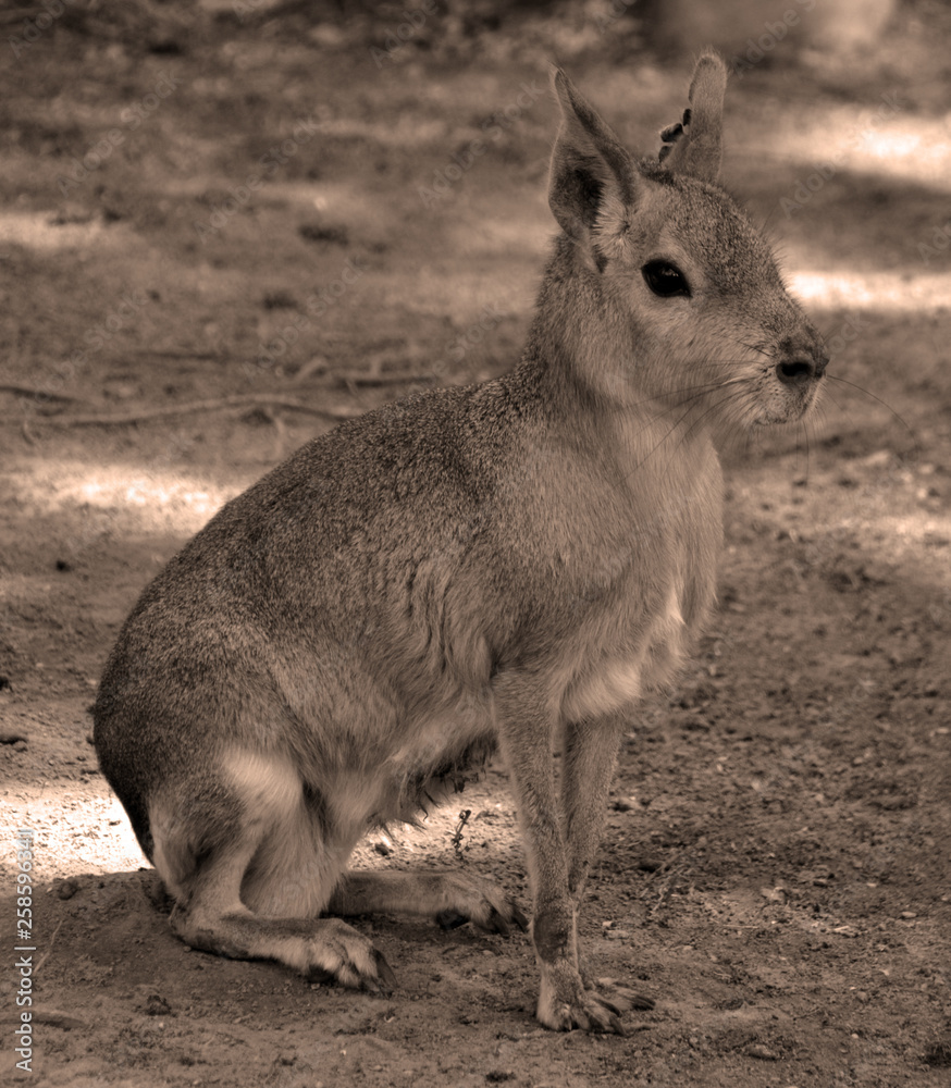 Patagonian Mara Baby